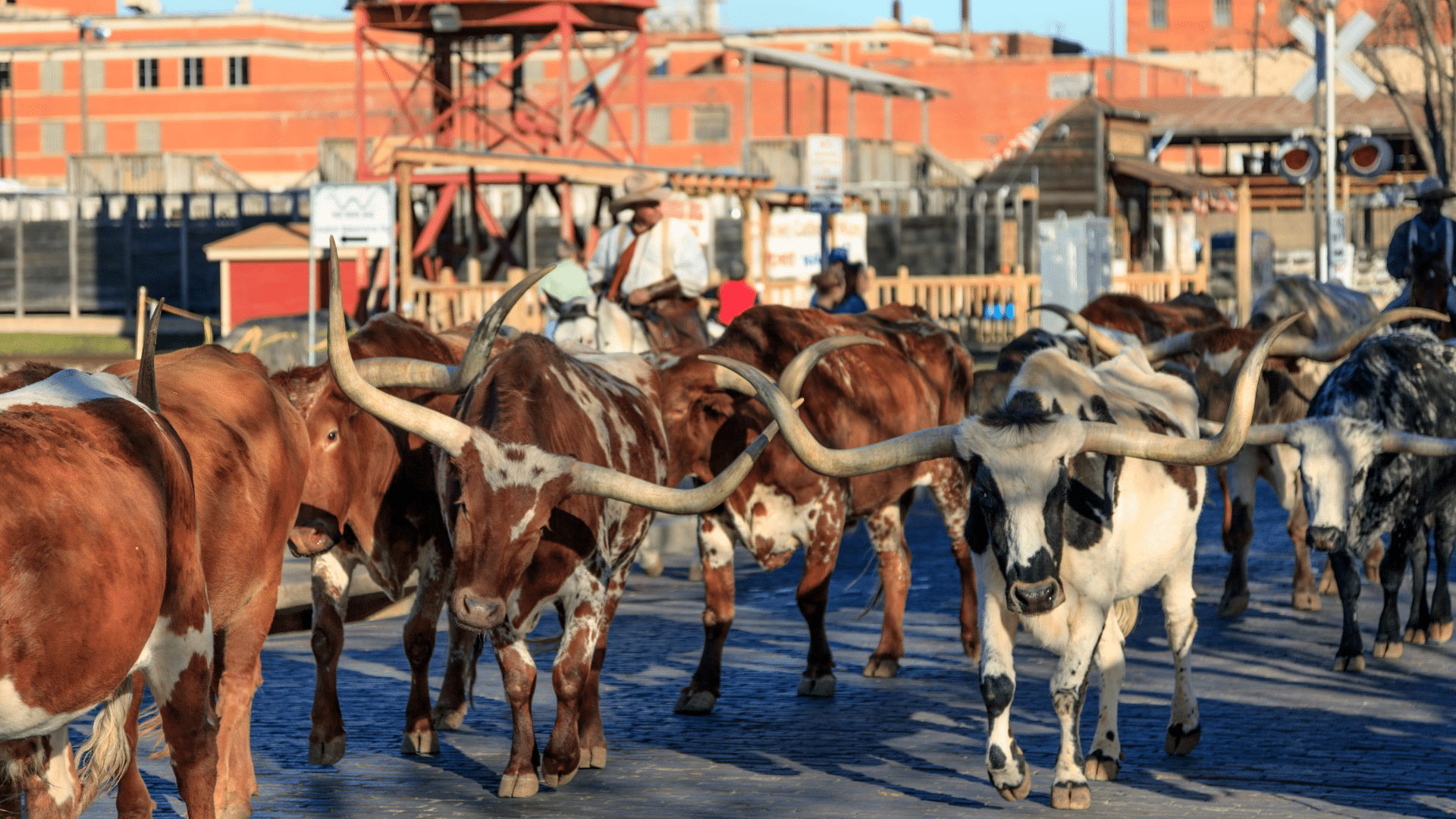 Cowboy Culture: Where to Find Cowboys in Texas