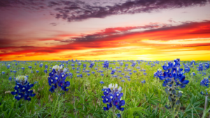 Texas Bluebonnets – Your Guide to Nature’s Masterpiece