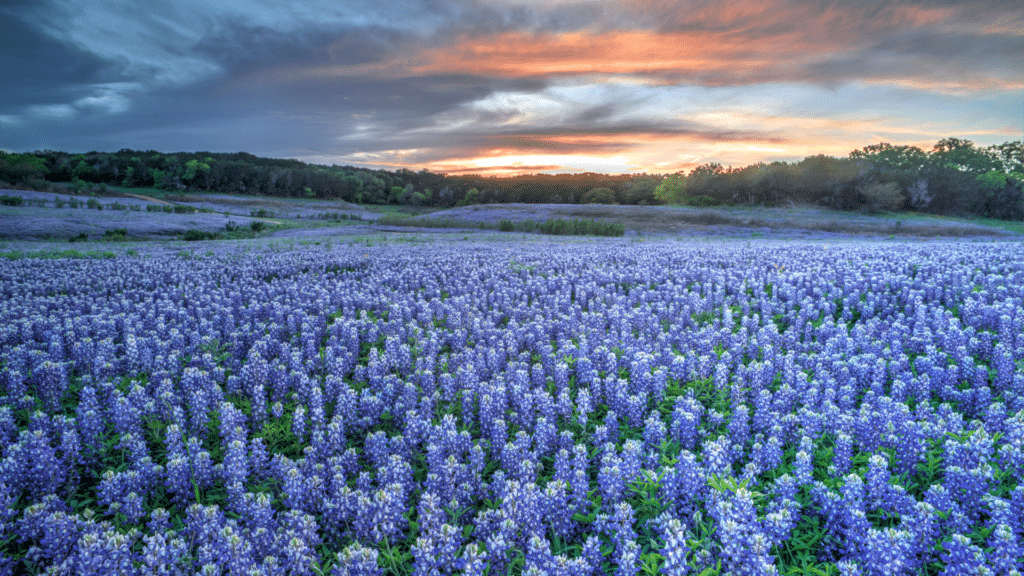 Texas Bluebonnets – Your Guide to Nature’s Masterpiece