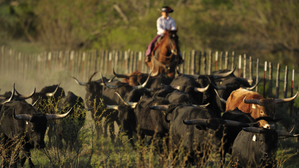 Cowboy Culture: Where to Find Cowboys in Texas